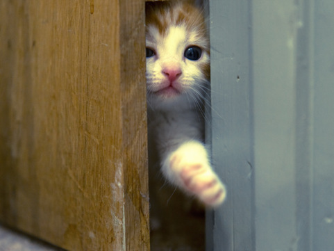 AviRings Auction Platform