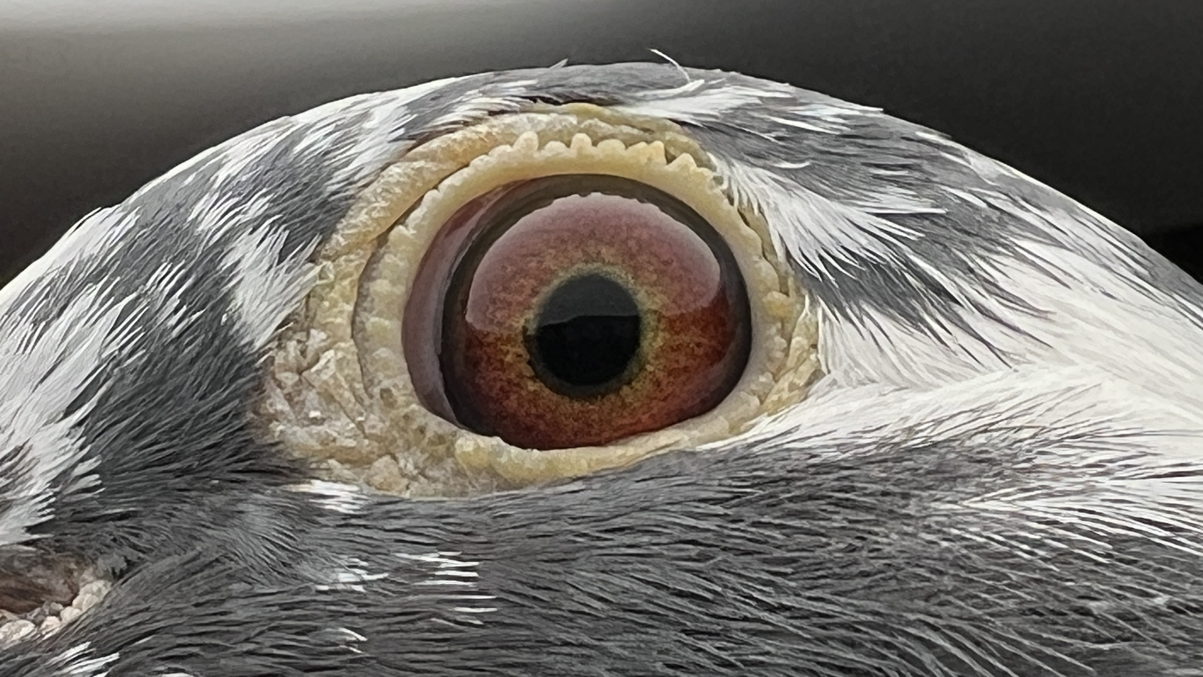 AviRings Auction Platform